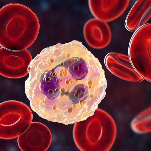 Neutrofil érték - Trombózis- és Hematológiai Központ